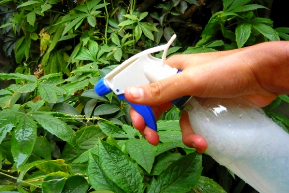 Cómo preparar un insecticida natural - 22 pasos - Casa Doncomos.com