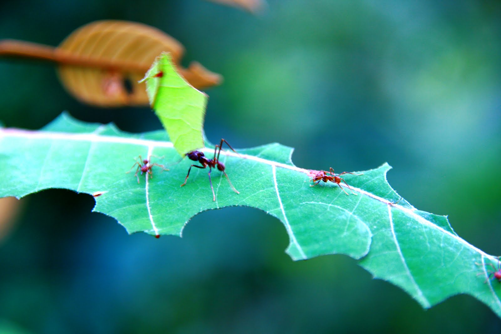 Cuál es la diferencia entre ves y vez - 21 pasos - Educar Doncomos.com