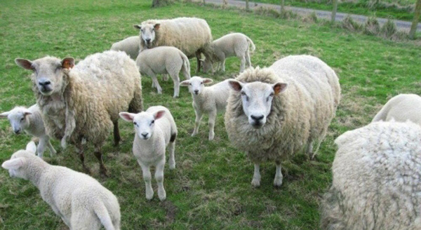 Cómo se escribe escusa o excusa - 12 pasos - Educar Doncomos.com