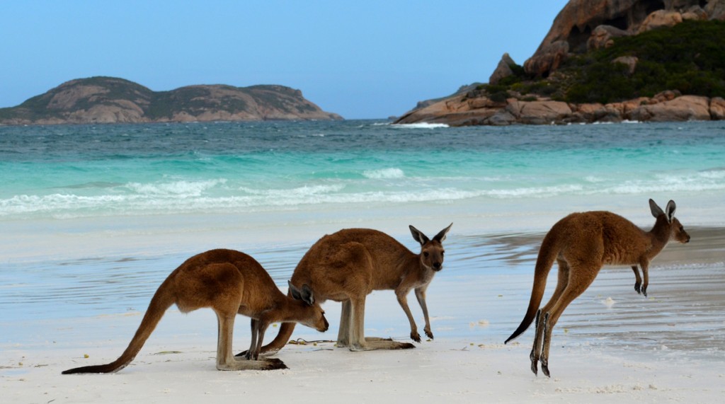 Cuál es el continente más pequeño - 7 pasos - Educar Doncomos.com