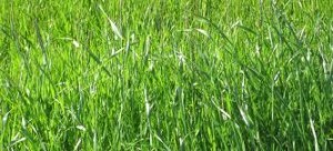 Cuál es la diferencia entre hierbas, hiervas y yerbas - 4 pasos ...