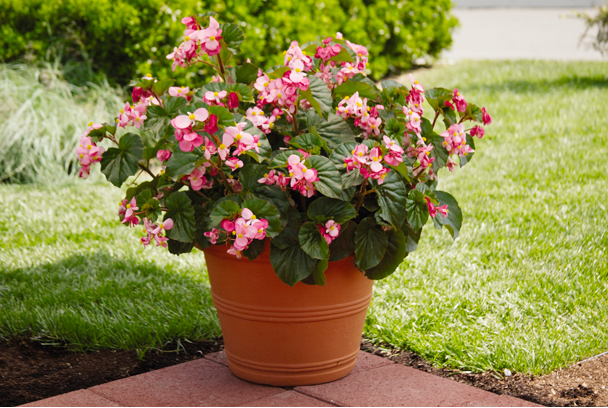 Cómo trasplantar una planta - 5 pasos - Jardín Doncomos.com