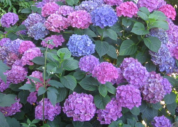 Cómo cuidar una hortensia - 8 pasos - Jardín Doncomos.com
