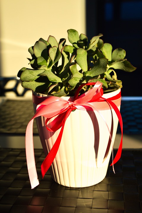 Cómo regalar plantas - Jardín Doncomos.com