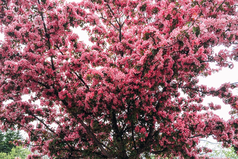 Flores de cerezo: Cómo cuidar flores de cerezo - Jardín Doncomos.com