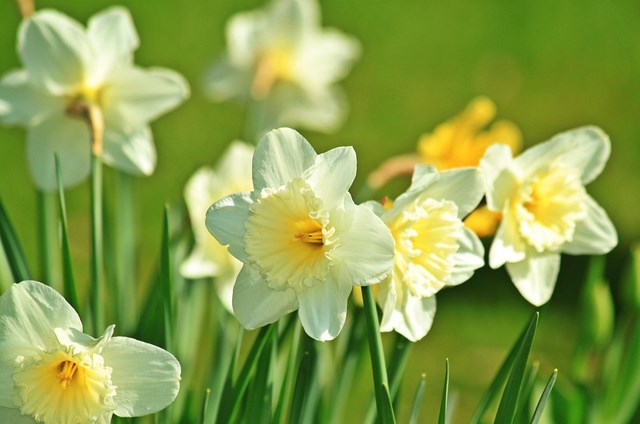 Narcisos: Cómo cuidar un narciso - 6 pasos - Jardín Doncomos.com