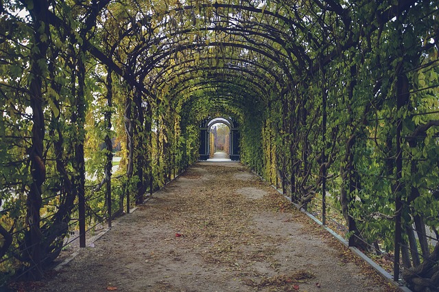Cómo plantar enredaderas o trepadoras - 13 pasos - Jardín Doncomos.com
