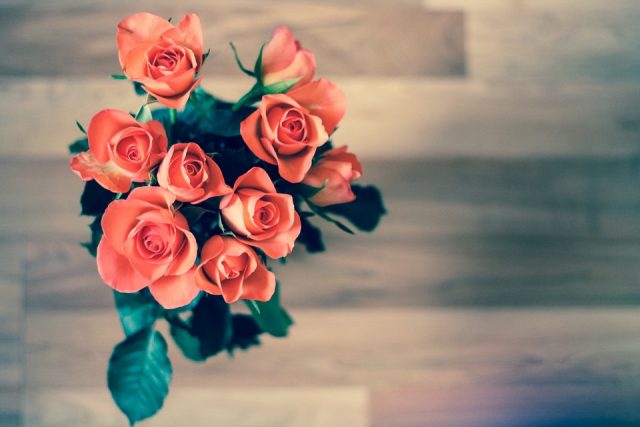 Cuál es el significado de las rosas salmón -Jardín Don Cómos - 28 pasos ...