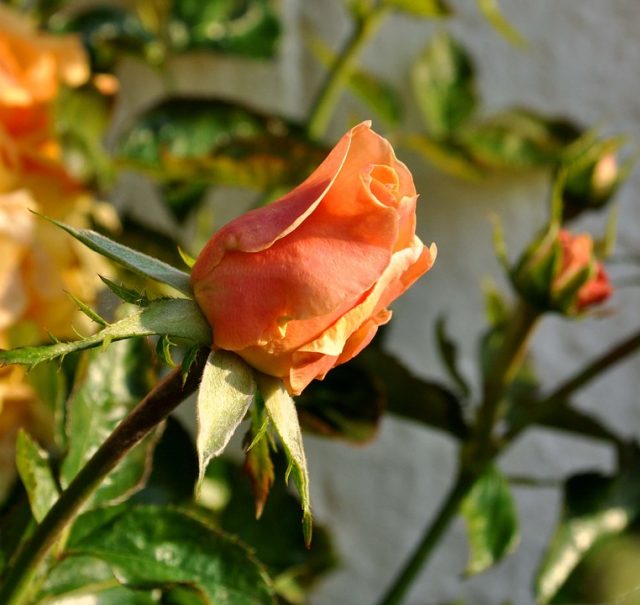Cuál es el significado de las rosas salmón -Jardín Don Cómos - 28 pasos ...