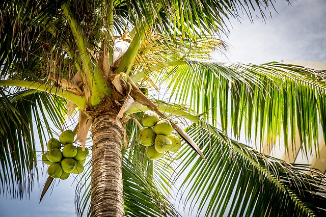 Cómo germinar y plantar un coco - 6 pasos - Jardín Doncomos.com
