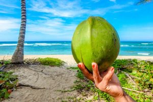 Cómo germinar y plantar un coco - 6 pasos - Jardín Doncomos.com