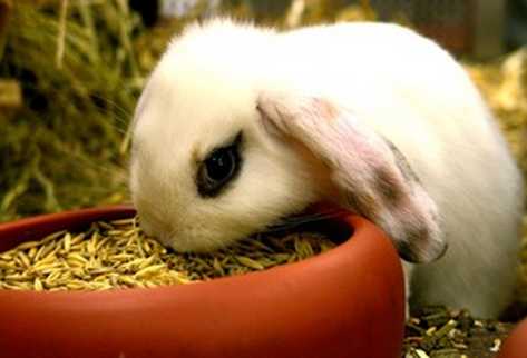Cómo alimentar un conejo - 7 pasos - Mascotas y Animales Doncomos.com
