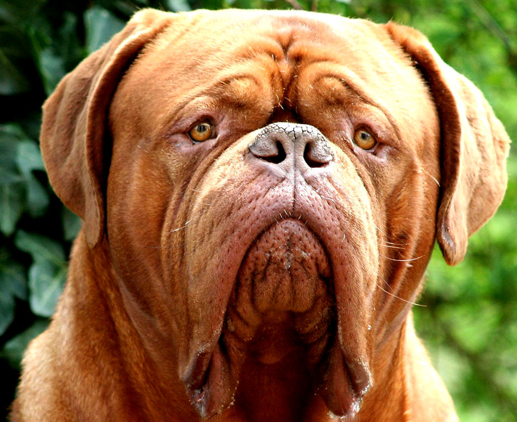 Cómo es el dogo de Burdeos - 12 pasos - Mascotas y Animales Doncomos.com