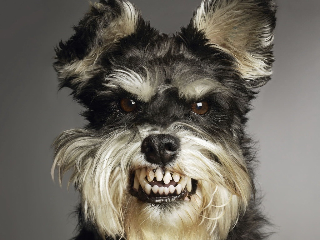 Cómo entender el lenguaje de un perro - 10 pasos - Mascotas y Animales ...