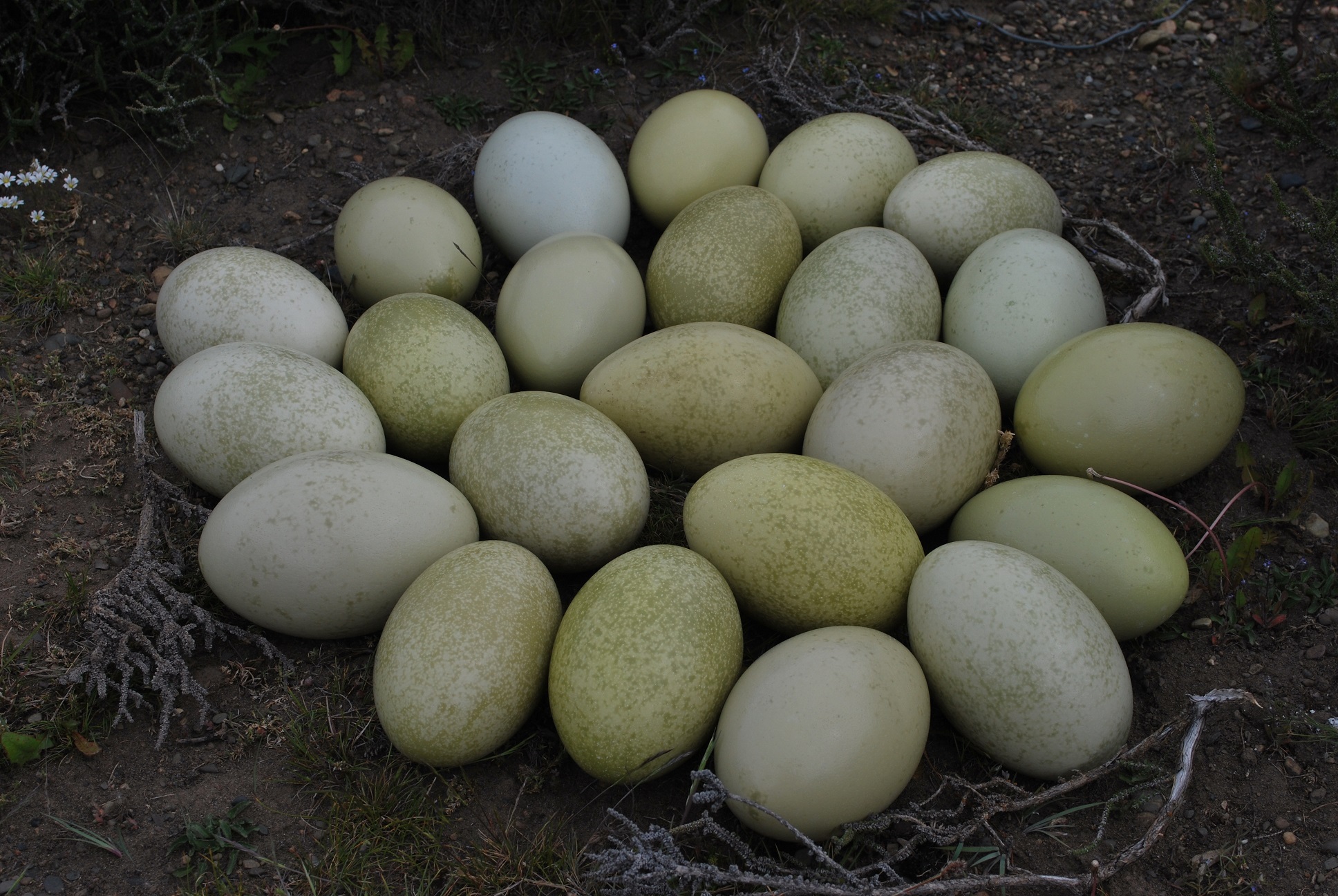 Cómo se reproducen los animales - 6 pasos - Mascotas y Animales ...