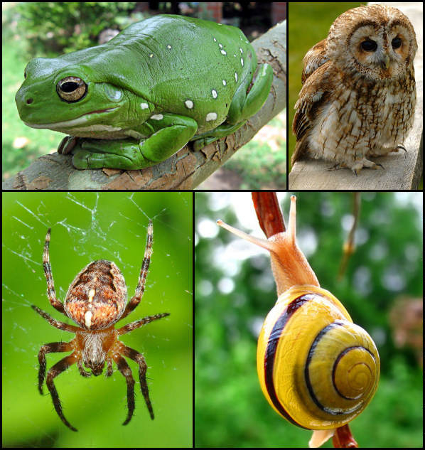 Cómo se reproducen los animales - 6 pasos - Mascotas y Animales ...