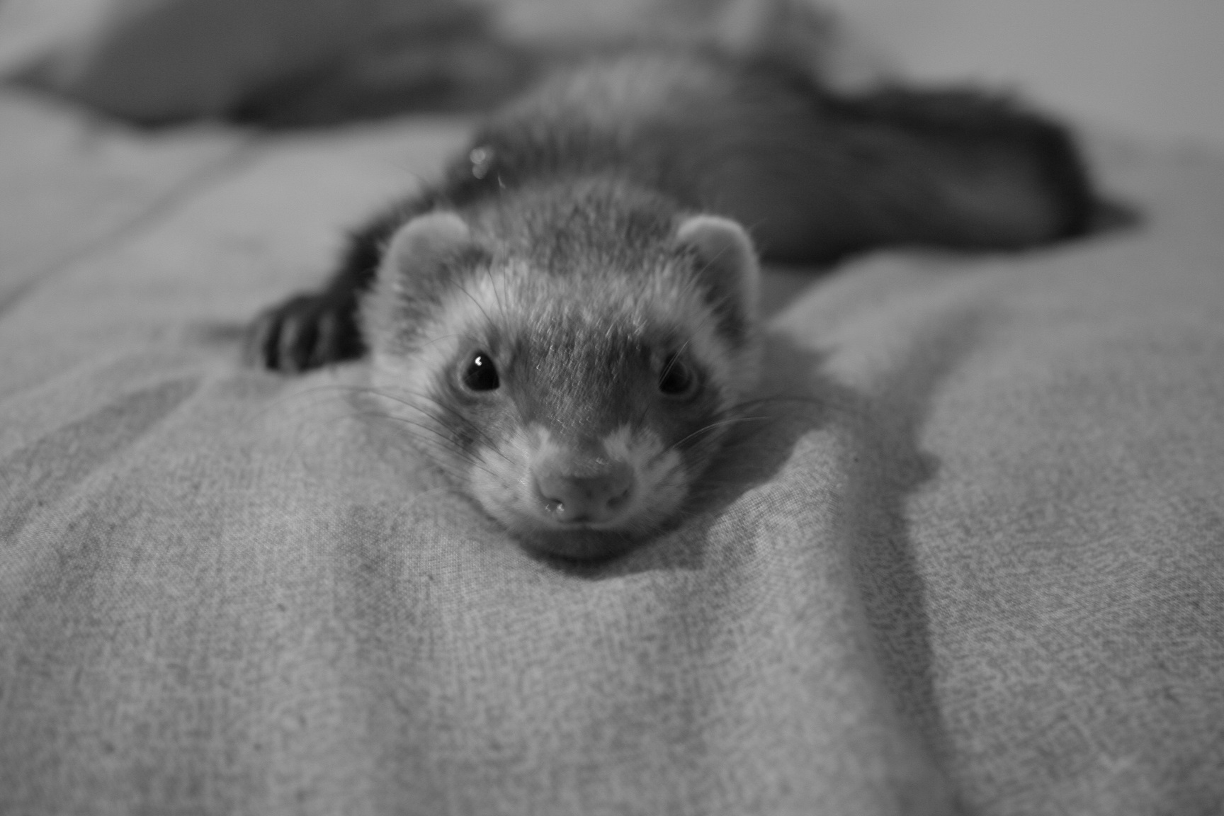 Cómo es un Hurón – Cuidados, Información y Consejos - Mascotas y ...