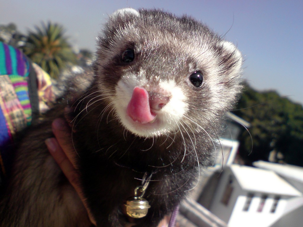 Cómo cuidar un hurón - 5 pasos - Mascotas y Animales Doncomos.com