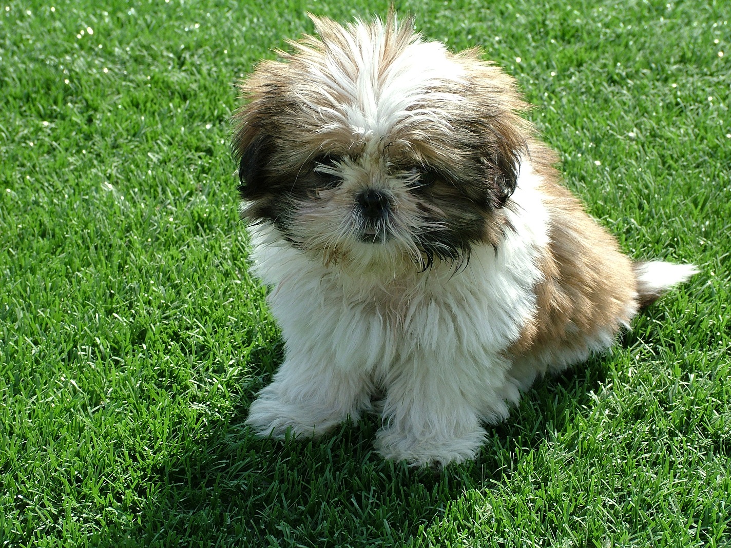 Shih Tzu: Cómo cuidar perros Shih Tzu - 3 pasos - Mascotas y Animales ...