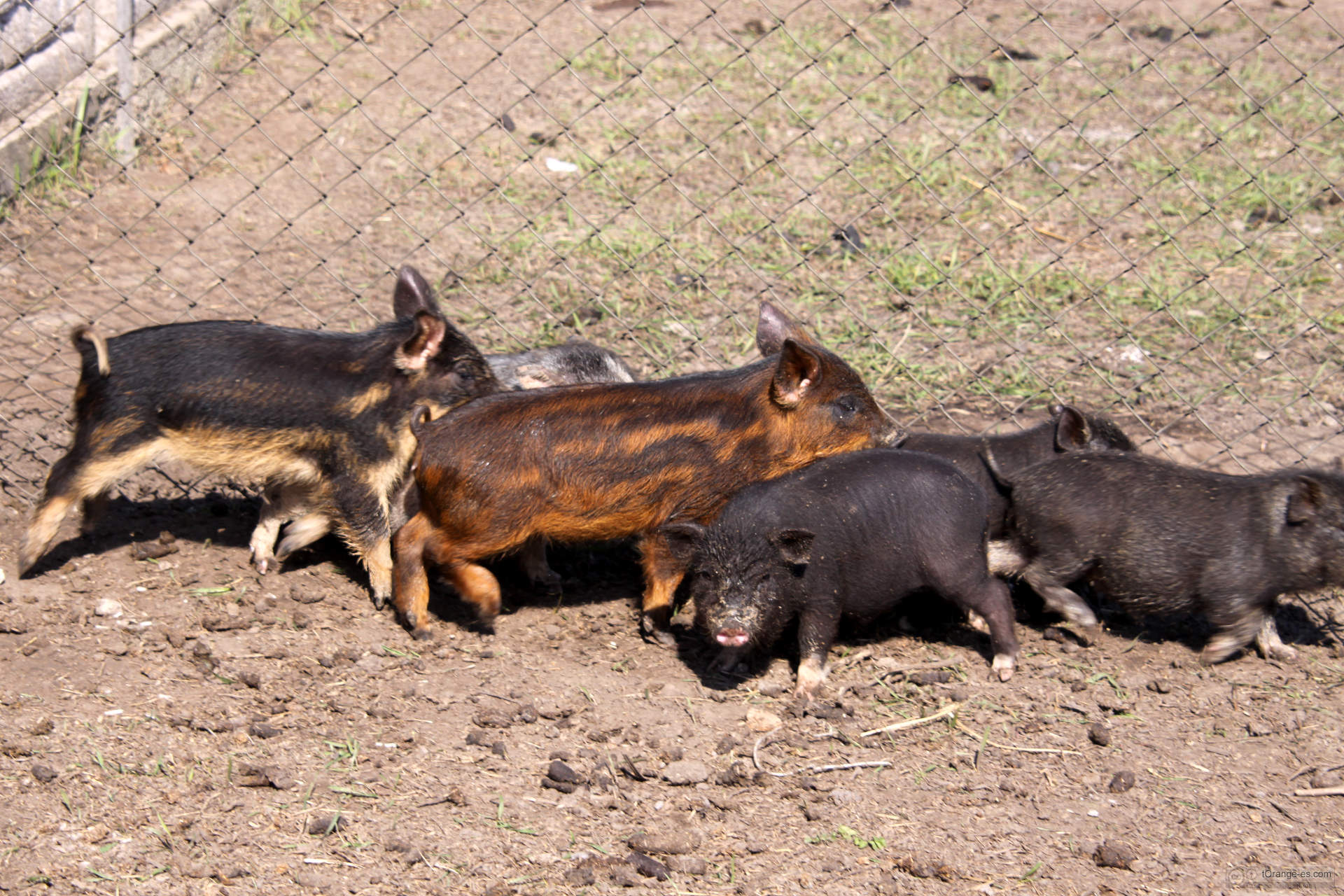 Cómo educar y cuidar un cerdo vietnamita - 5 pasos - Mascotas y ...