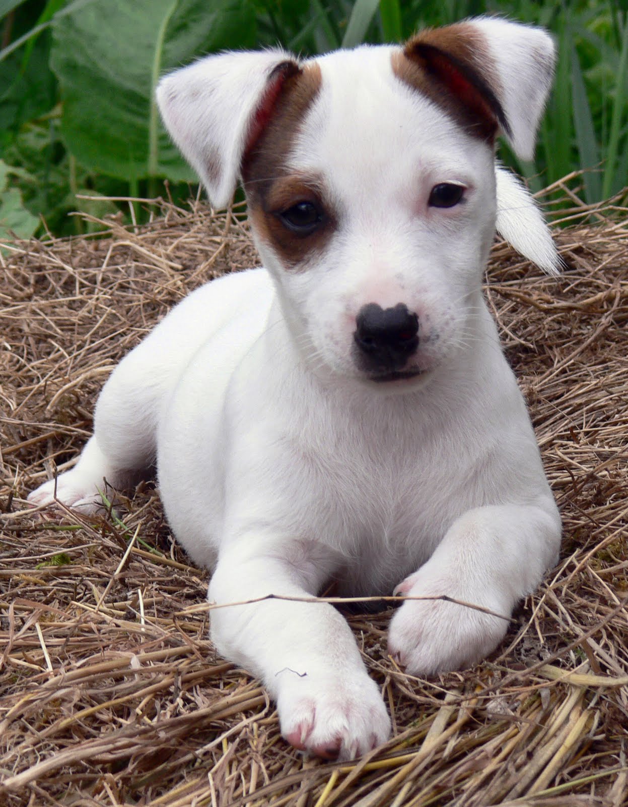 Jack Russell: Cómo cuidar perros Jack Russell - 7 pasos - Mascotas y ...