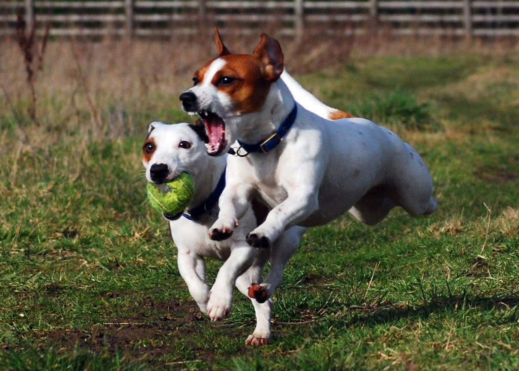 Jack Russell: Cómo cuidar perros Jack Russell - 7 pasos - Mascotas y ...