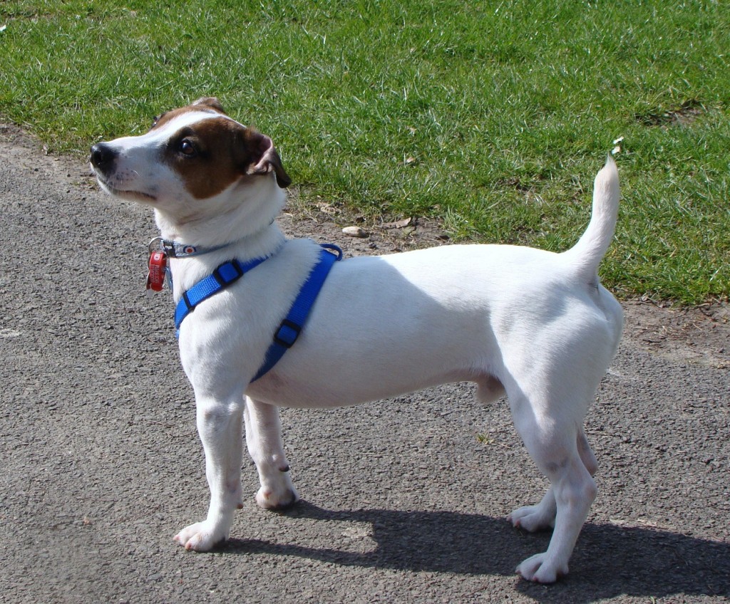 Jack Russell: Cómo cuidar perros Jack Russell - 7 pasos - Mascotas y ...