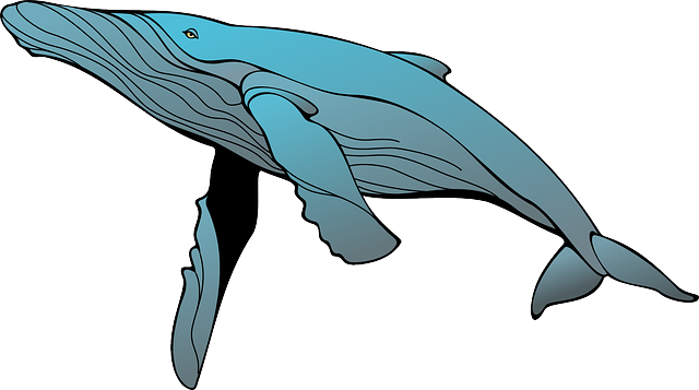 Cómo es la ballena azul - 6 pasos - Mascotas y Animales Doncomos.com