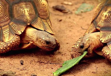 Qué comen las tortugas de agua - 11 pasos - Mascotas y Animales ...