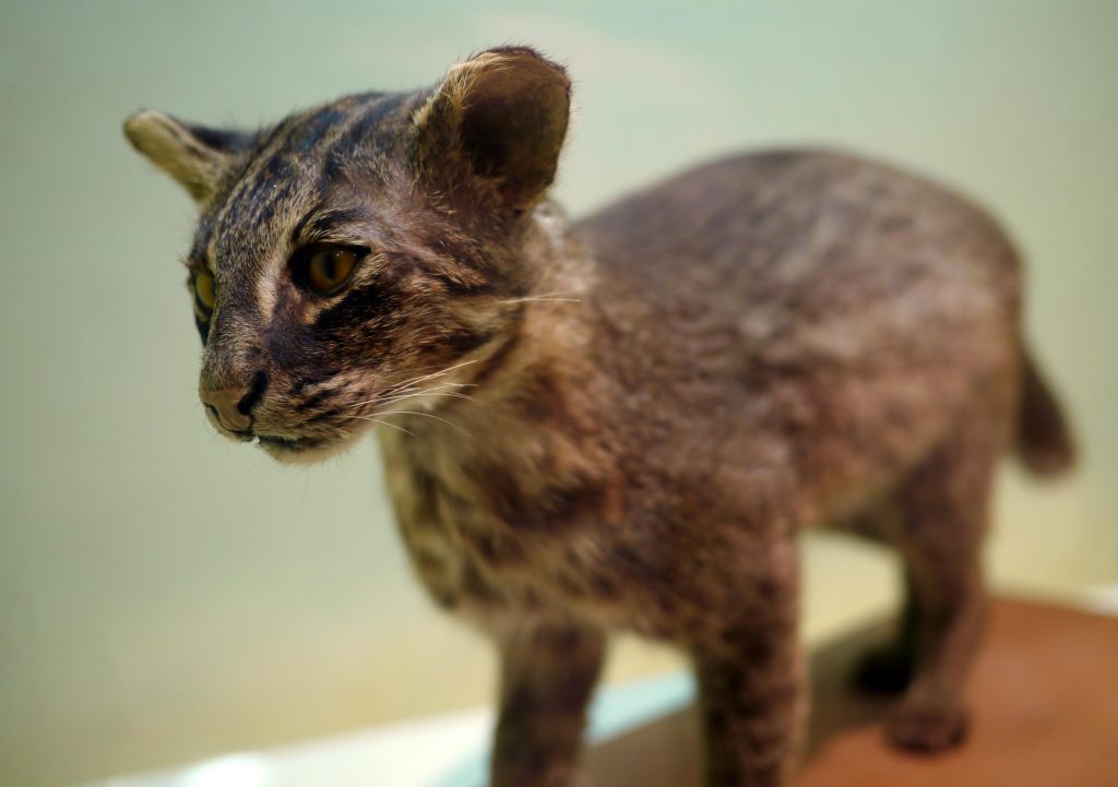 Cómo saber si mi gato tiene SIDA - 3 pasos - Mascotas y Animales ...
