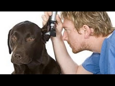 Cómo saber si mi perro tiene otitis - 4 pasos - Mascotas y Animales ...
