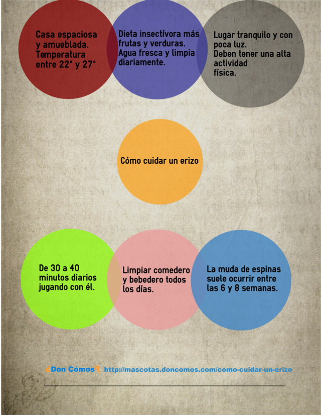 Cómo cuidar un erizo - 9 pasos - Mascotas y Animales Doncomos.com