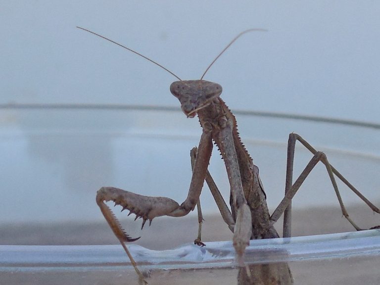 Cómo cuidar una mantis religiosa - 6 pasos - Mascotas y Animales ...