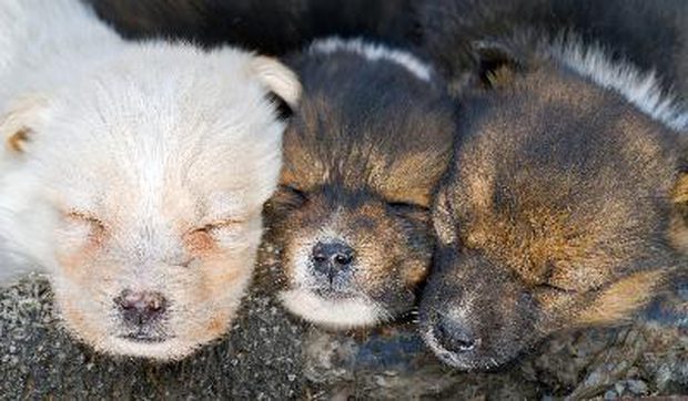 Cómo saber si un perro es macho o hembra - Mascotas y Animales Doncomos.com