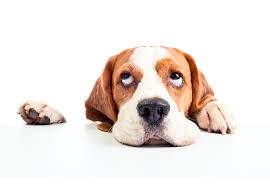 Cómo saber si un perro es macho o hembra - Mascotas y Animales Doncomos.com