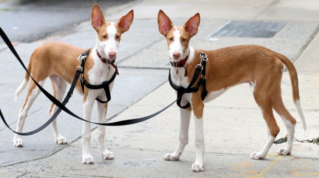 Cómo es el Podenco - Mascotas y Animales Doncomos.com