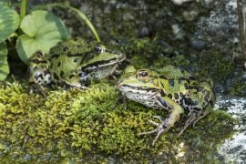 Qué comen las ranas - 16 pasos - Mascotas y Animales Doncomos.com