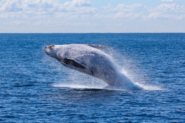 Qué comen las ballenas - 10 pasos - Mascotas y Animales Doncomos.com