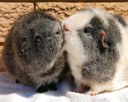 Qué comen los cuyos - 13 pasos - Mascotas y Animales Doncomos.com