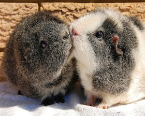 Qué comen los cuyos - 13 pasos - Mascotas y Animales Doncomos.com