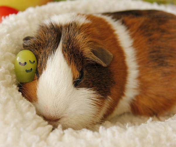 Qué comen los cuyos - 13 pasos - Mascotas y Animales Doncomos.com