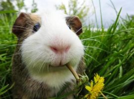 Qué comen los cuyos - 13 pasos - Mascotas y Animales Doncomos.com