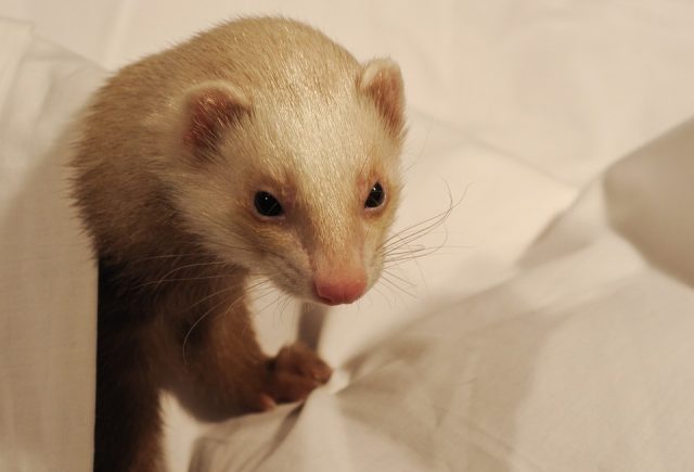 Cómo es un Hurón – Cuidados, Información y Consejos - Mascotas y ...