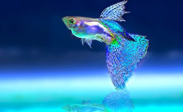 Cómo escoger peces como mascota - 19 pasos - Mascotas y Animales ...