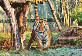 Cuánto pesa un tigre - 7 pasos - Mascotas y Animales Doncomos.com