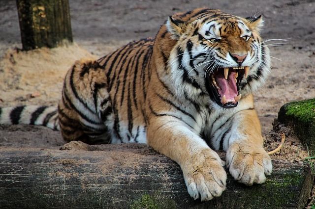 Cuánto pesa un tigre - 7 pasos - Mascotas y Animales Doncomos.com
