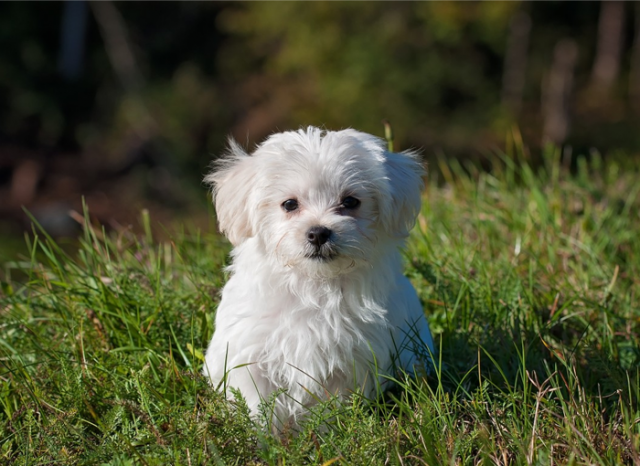 El moquillo en perros – Síntomas, contagio y tratamiento - Mascotas y ...