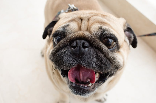 ¿Cómo saber si mi perro está gordo? - Mascotas y Animales Doncomos.com