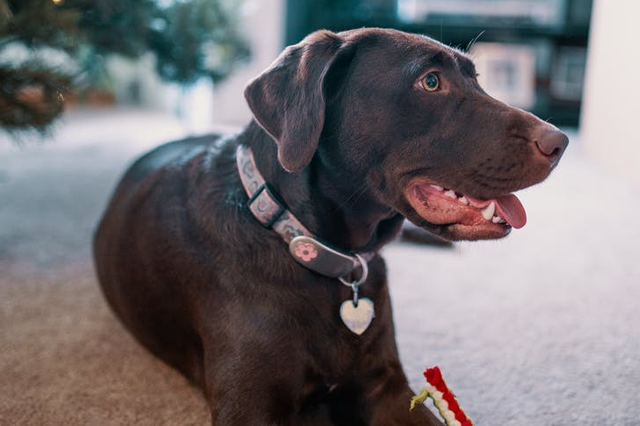 Las razas de perros más tranquilos - Mascotas y Animales Doncomos.com