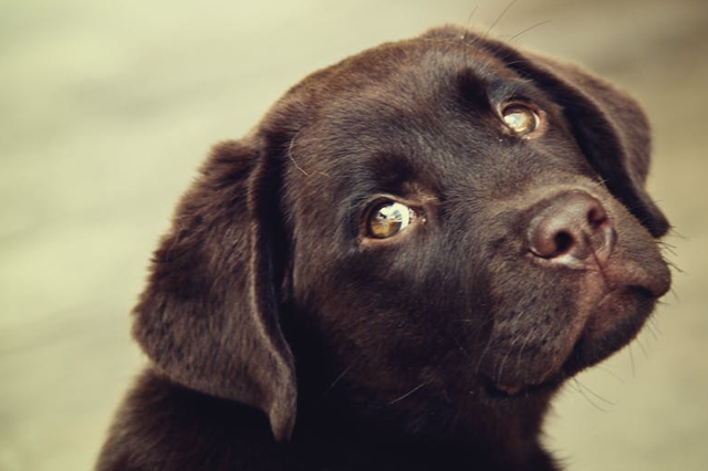 Las razas de perros más tranquilos - Mascotas y Animales Doncomos.com
